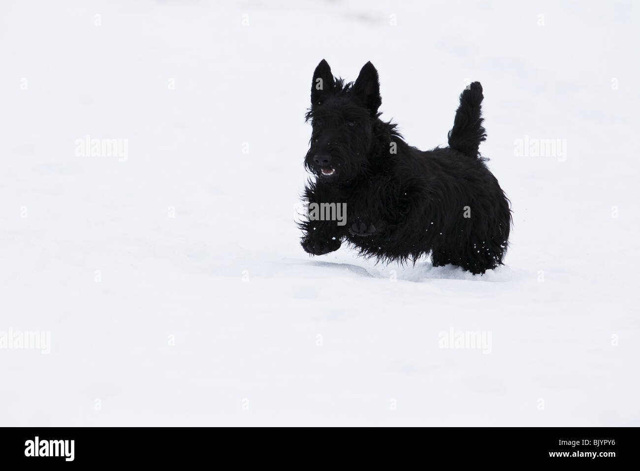 Scottish terrier running in snow hi-res stock photography and images ...