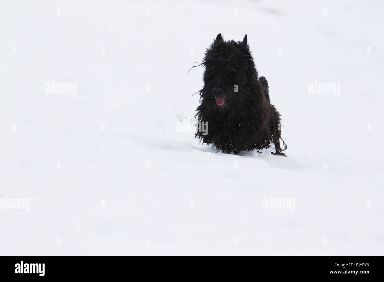 Scottish Terrier Running High Resolution Stock Photography and Images ...