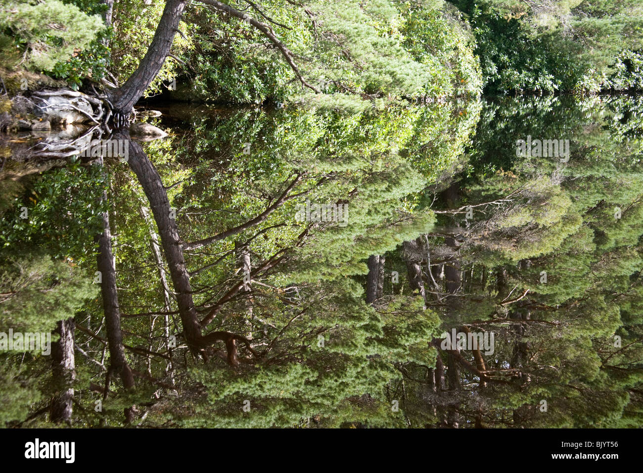Reflections of Tree in water, Loch Farr, Scotland Stock Photo - Alamy