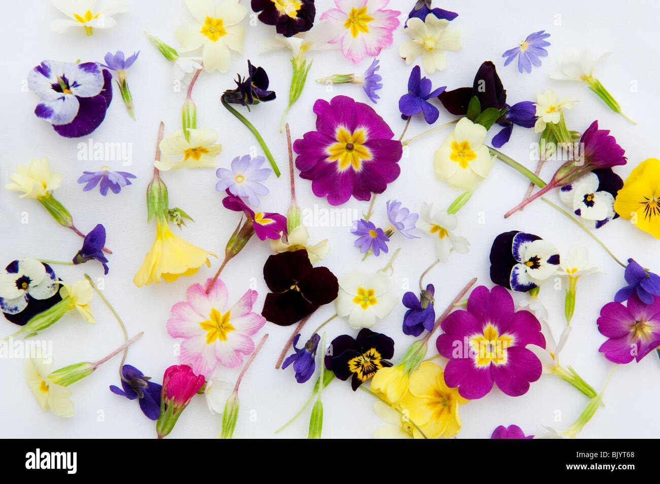 Spring flower heads on white background Stock Photo - Alamy