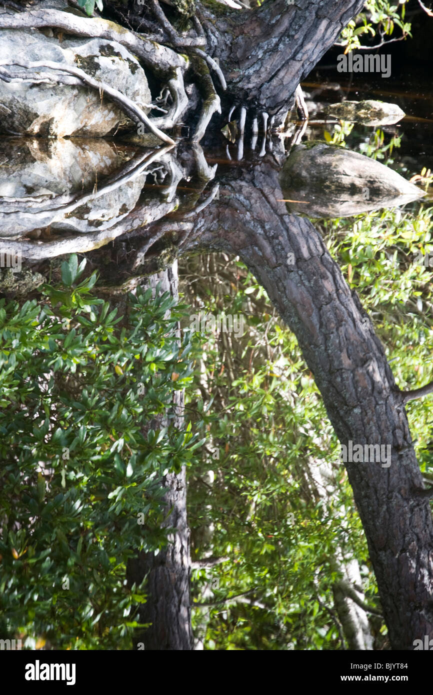 Reflections of Tree in water, Loch Farr, Scotland Stock Photo - Alamy