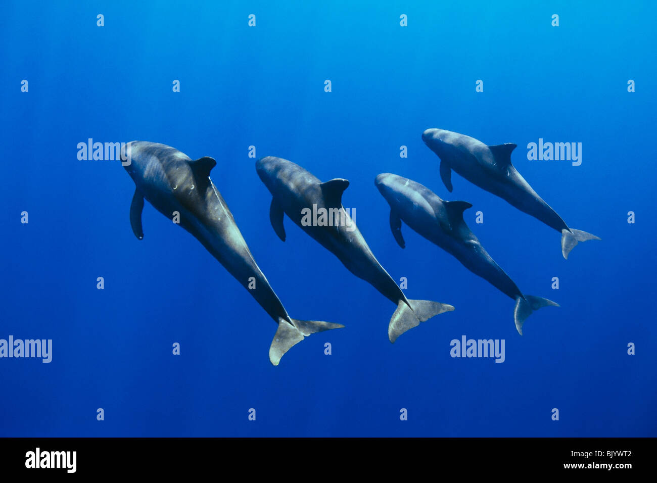 pygmy killer whales, Feresa attenuata, Kona Coast, Big Island, Hawaii ...