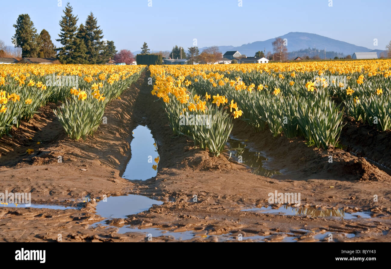Rain on daffodils hi-res stock photography and images - Alamy