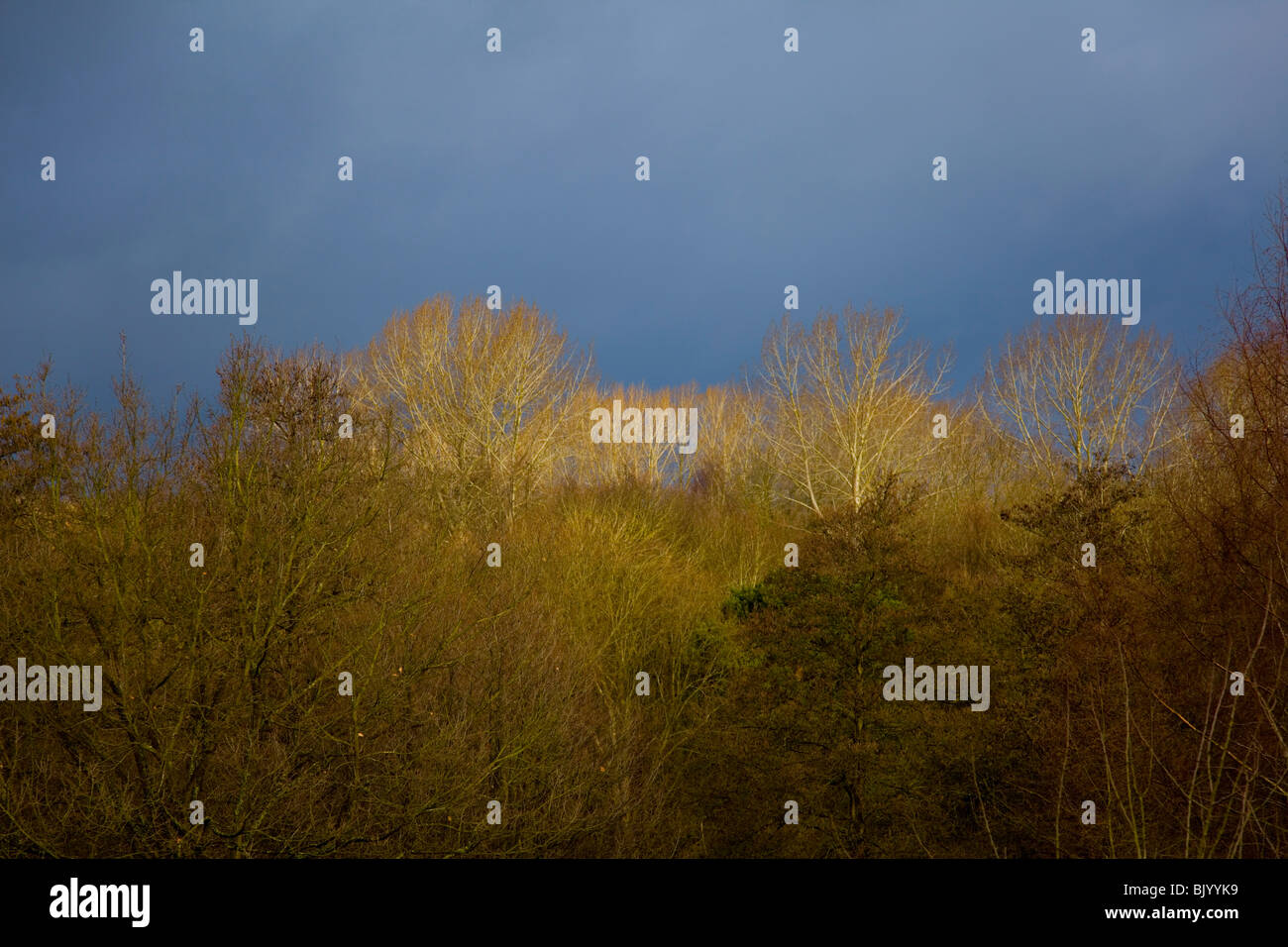 Brightly lit tree tops with dark sky background Stock Photo - Alamy