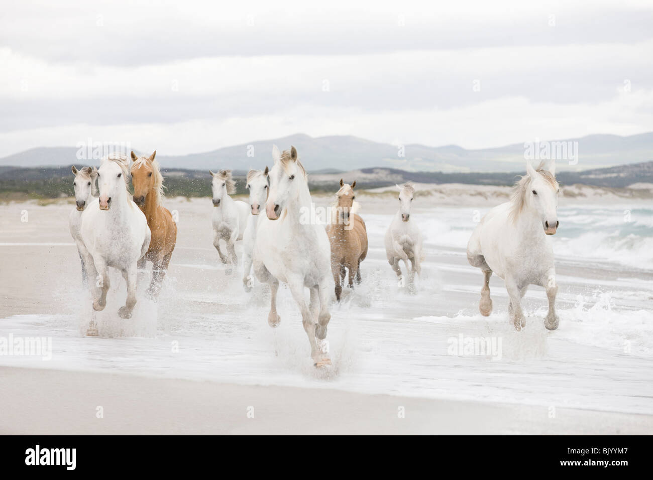 Herd of horses running on beach hi-res stock photography and images - Alamy