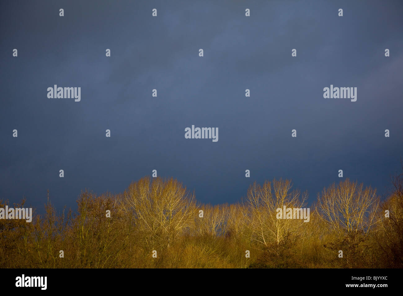 Brightly lit tree tops with dark sky background Stock Photo - Alamy