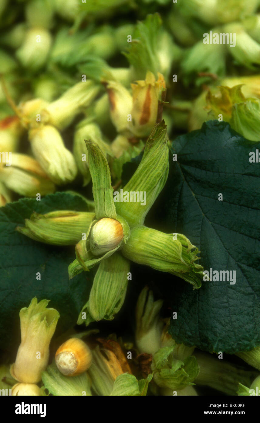 Kentish Cob nuts Stock Photo - Alamy