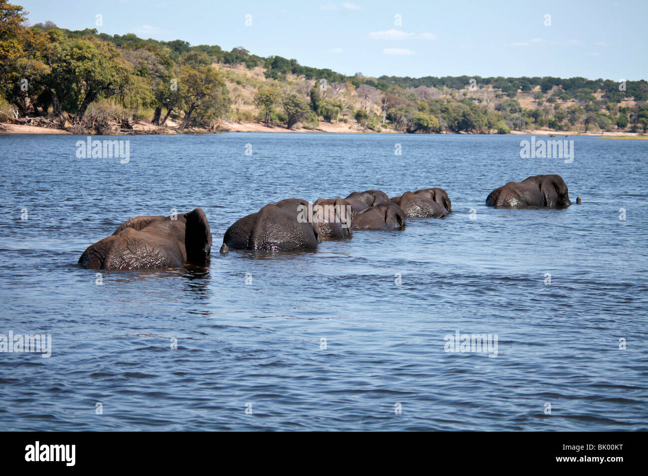 African Elephants crossing the Chobe River in northern Botswana going ...