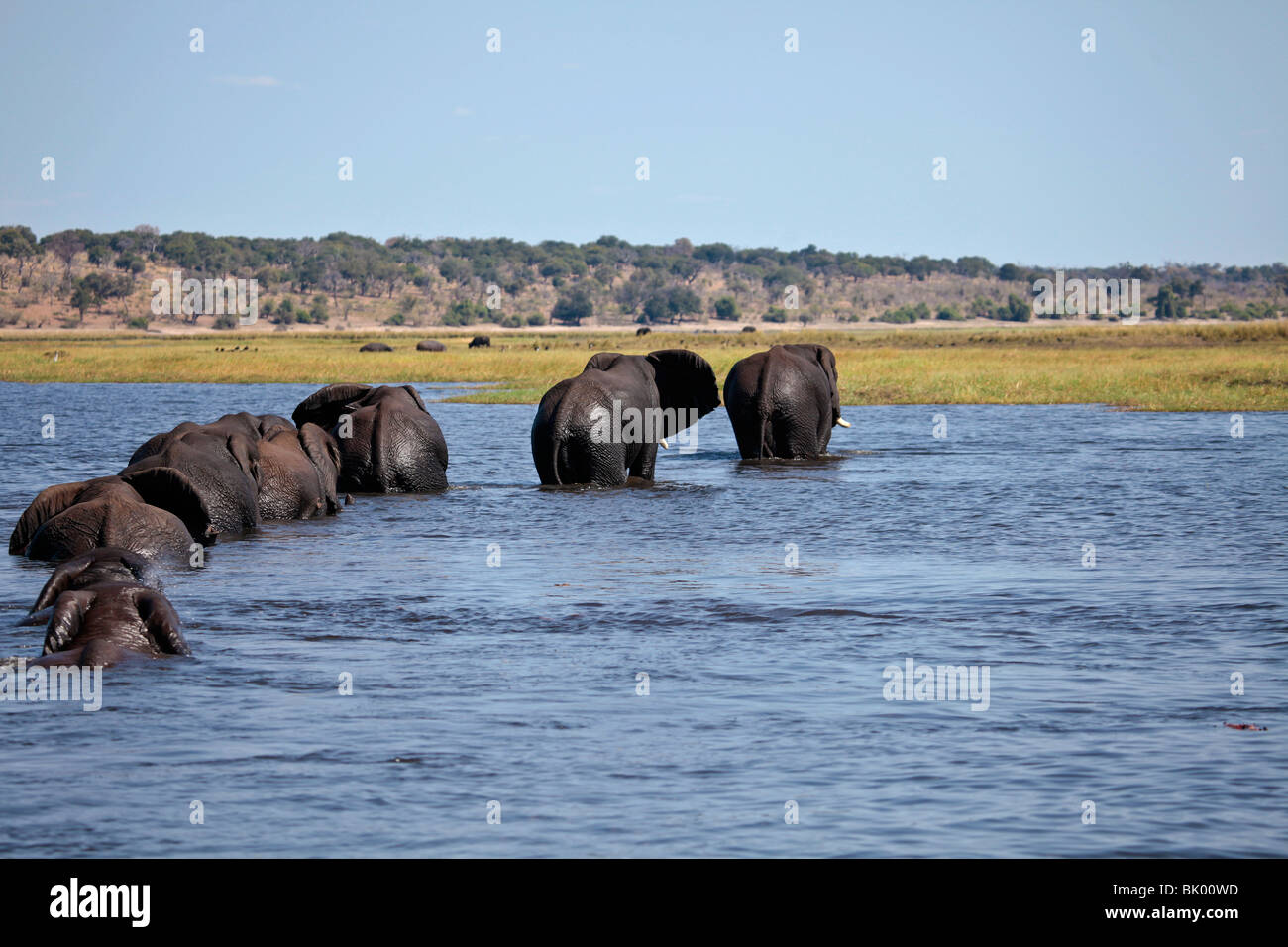 African Elephants crossing the Chobe River in northern Botswana going ...