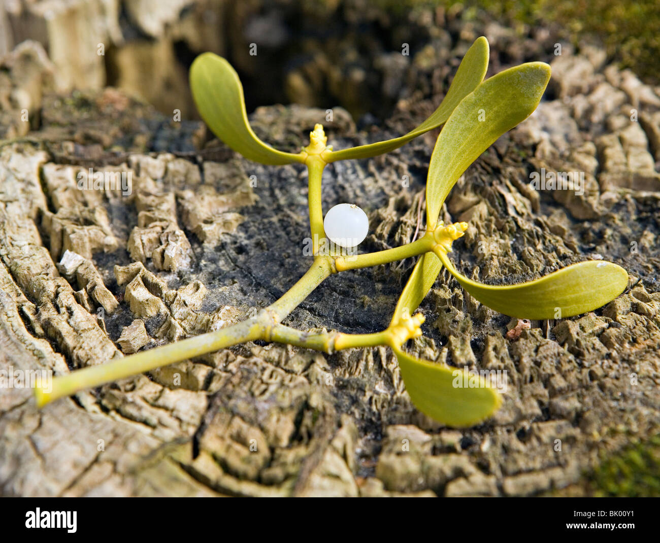 Close-up of Viscum album European Mistletoe or Common Mistletoe shrub ...