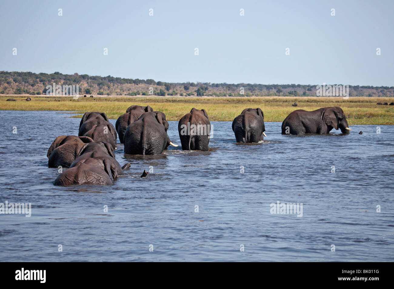 African Elephants crossing the Chobe River in northern Botswana going ...