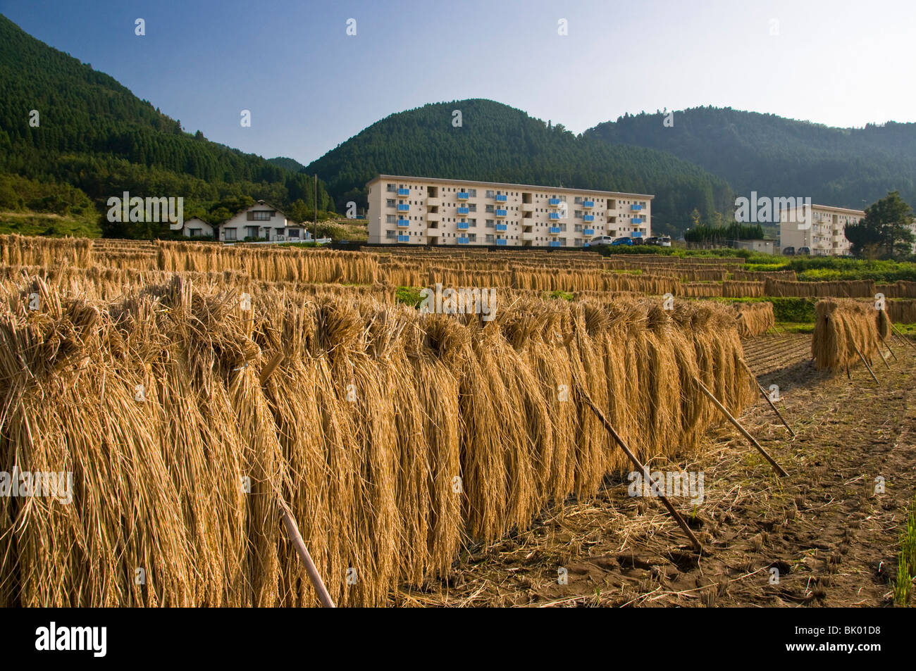 Rice sheaves hi-res stock photography and images - Alamy