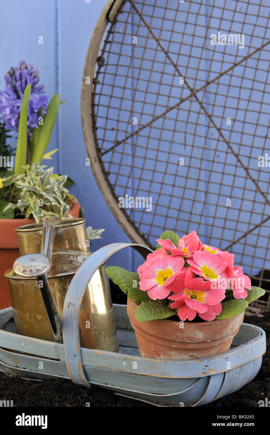 Rustic springtime gardening scene with primroses and gardening items hi ...