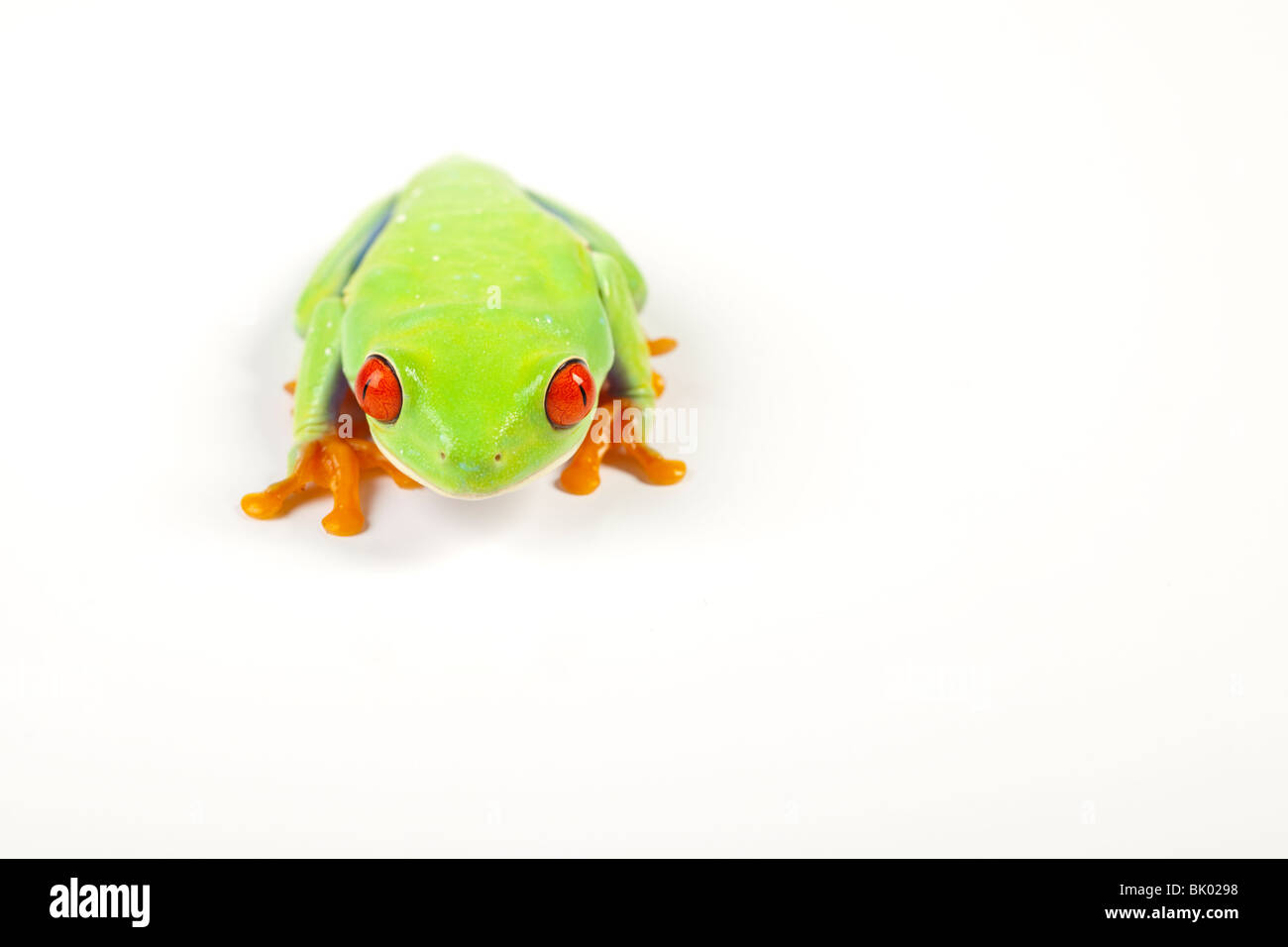 Red eyed tree frog sitting on white background Stock Photo - Alamy