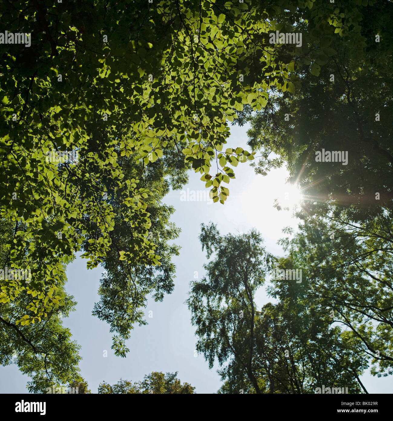 Sunlight trough tree leaf hi-res stock photography and images - Alamy