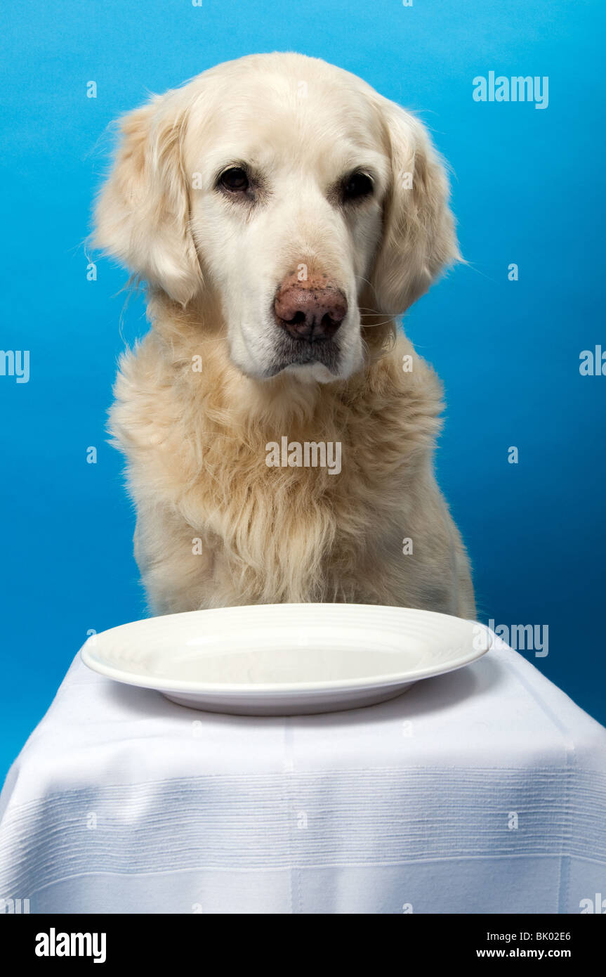 golden retriever dog in front of an empty plate Stock Photo - Alamy