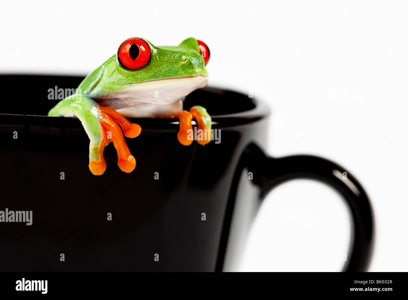 Red eyed tree frog sitting on black cup Stock Photo - Alamy