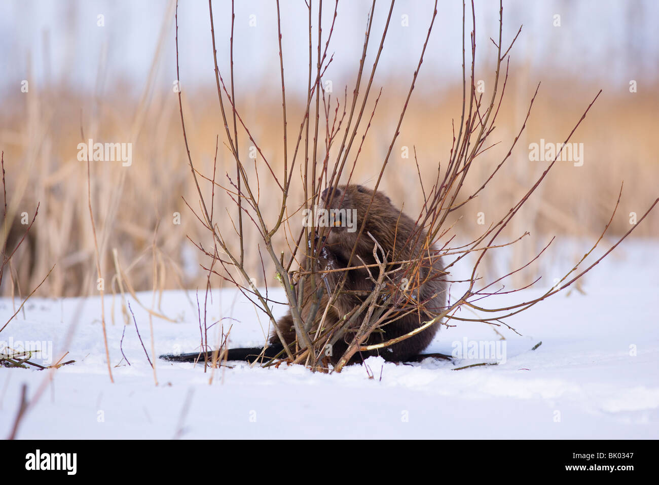 Gnawing hi-res stock photography and images - Alamy