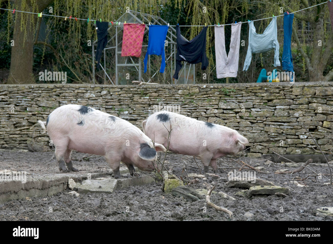 Rearing Pigs Uk Stock Photos & Rearing Pigs Uk Stock Images - Alamy