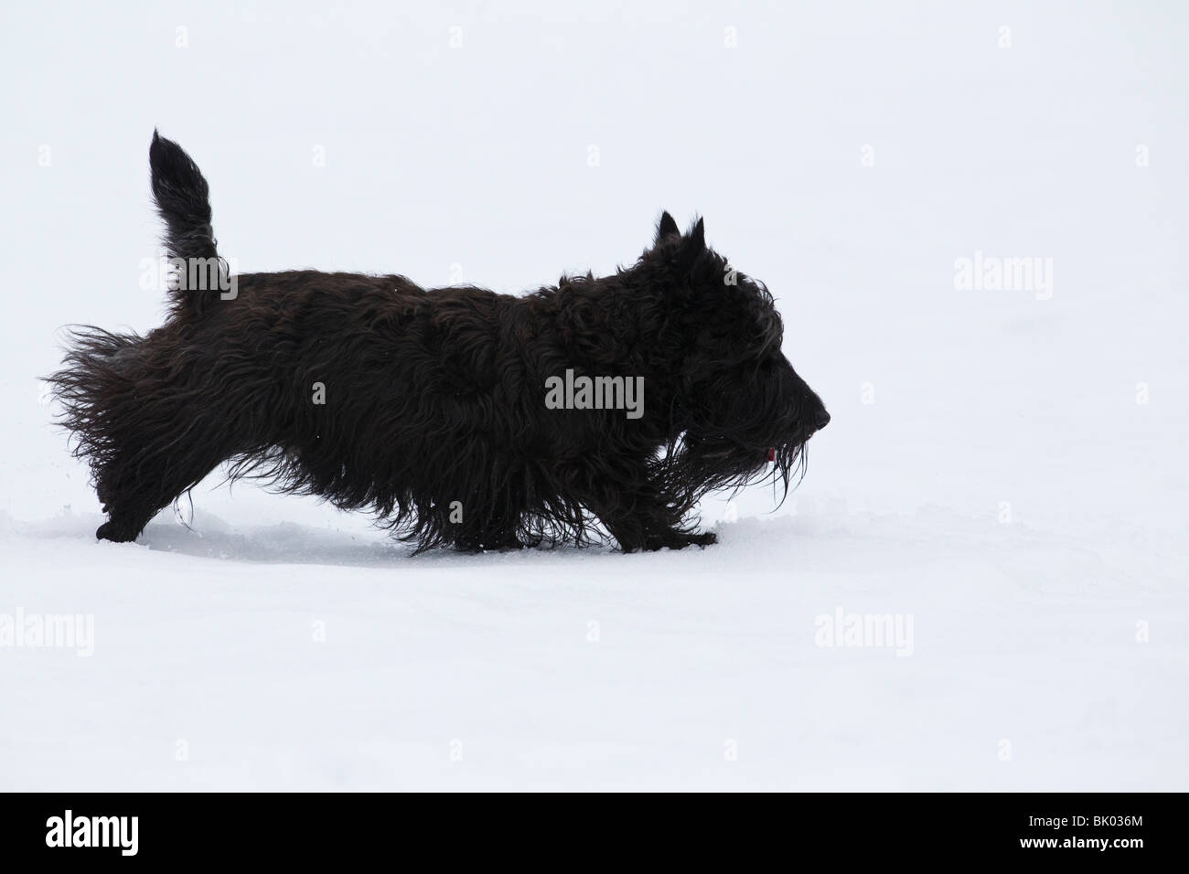 Scottish terrier running hi-res stock photography and images - Alamy