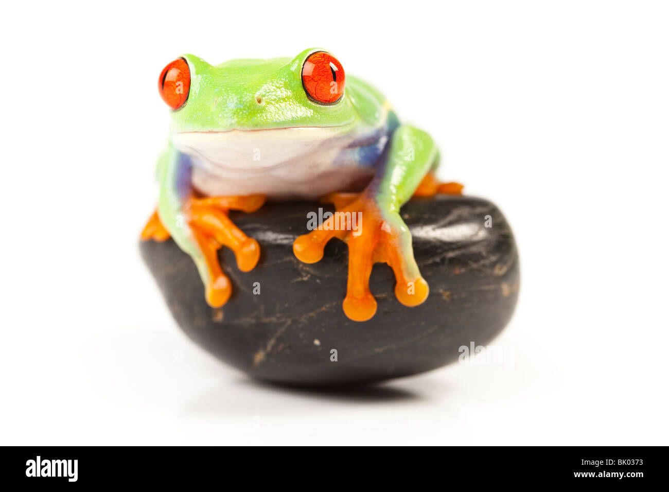 Red eyed tree frog sitting on white background Stock Photo - Alamy