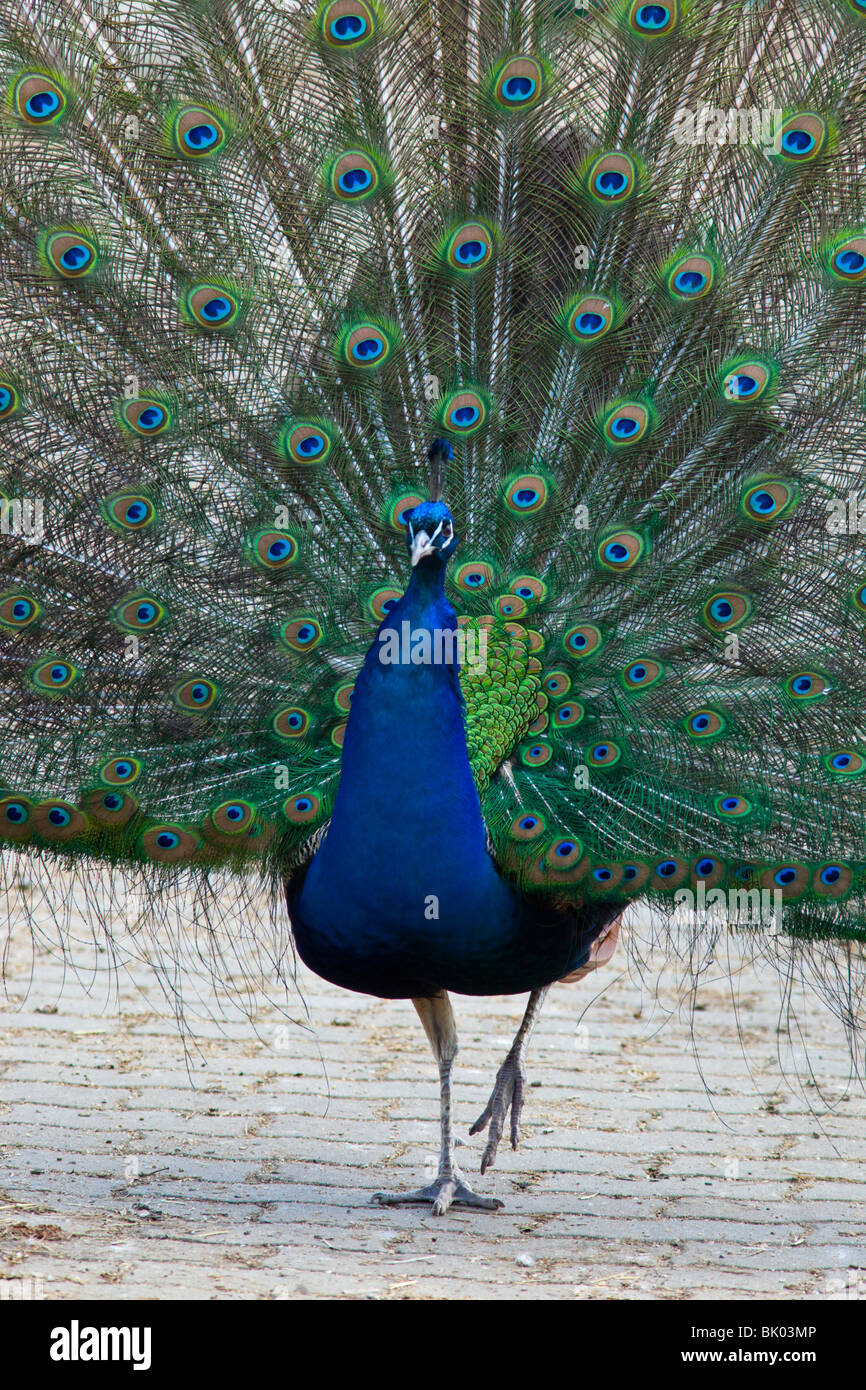 Indian Peafowl, Peacock, or bird of Juno (Pavo cristatus) in the Moscow ...