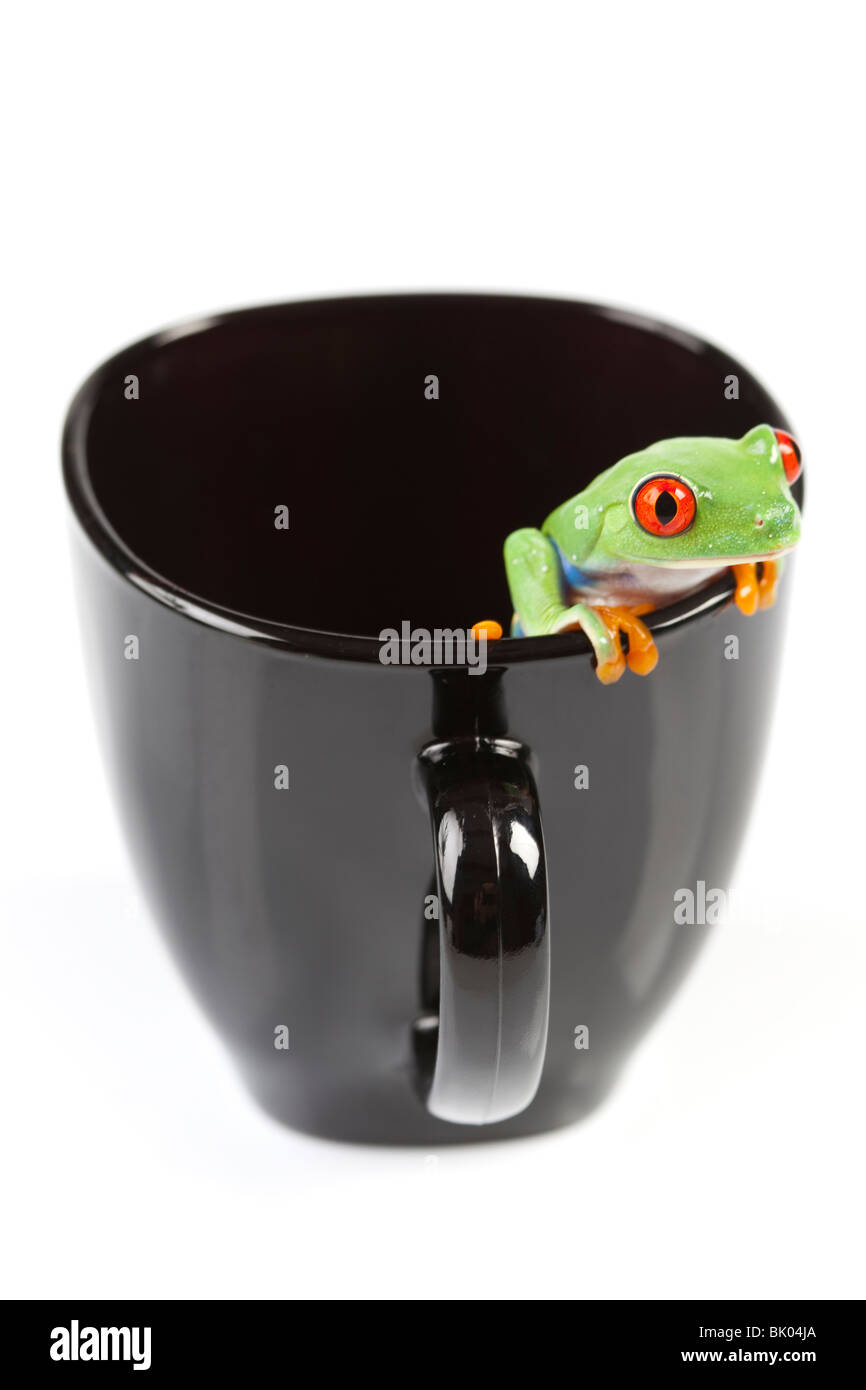 Black eyed tree frog Cut Out Stock Images & Pictures - Alamy