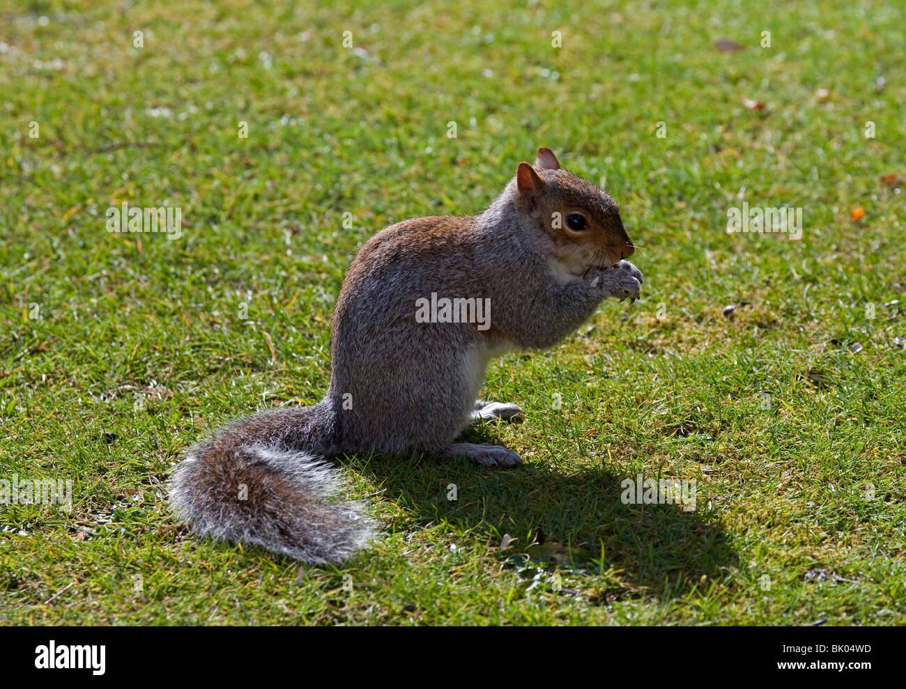 Grey Squirrel on green grass in sunshine Stock Photo - Alamy