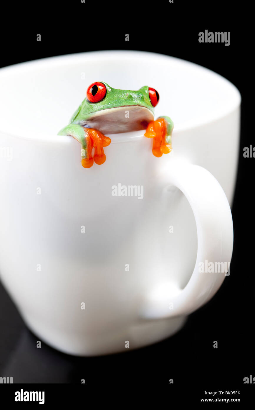 Red eyed tree frog sitting on white cup Stock Photo - Alamy