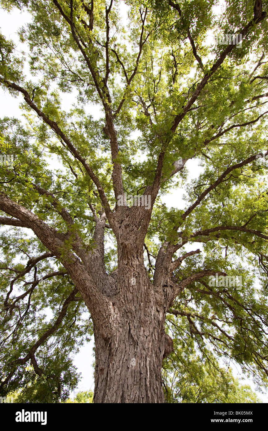 Tree With Spreading Branches High Resolution Stock Photography and ...