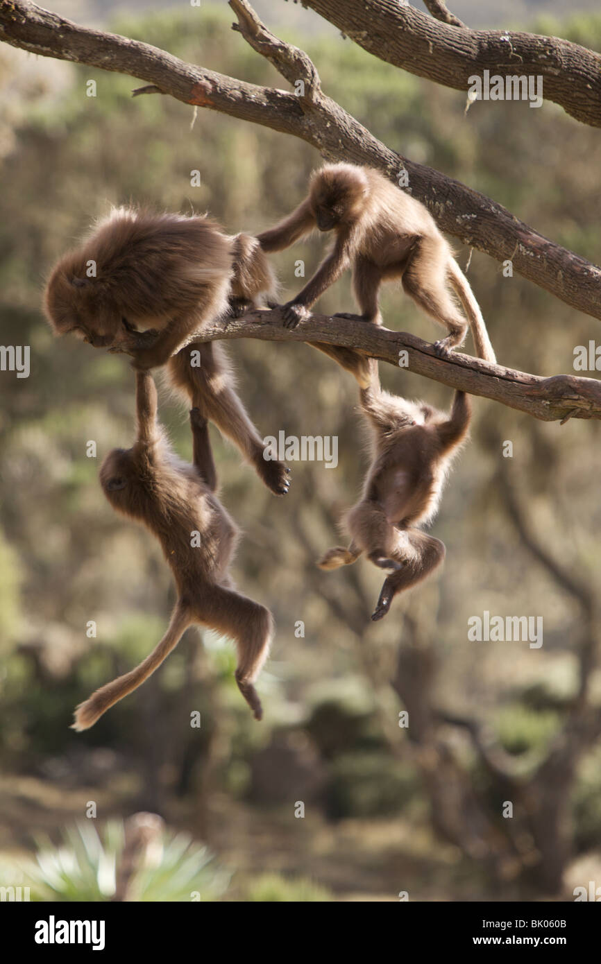 Four young Gelada Baboons playing in a tree in the evening light ...