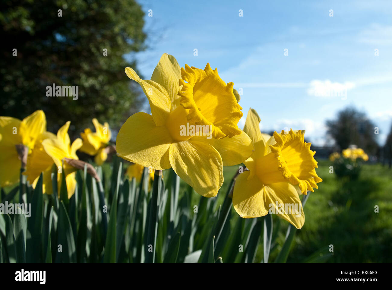 Daffodils photographed in a field on a spring day Stock Photo - Alamy