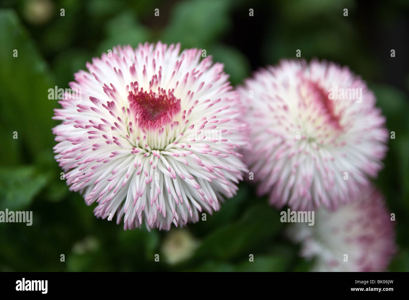 Bellis photographed in a garden Stock Photo - Alamy