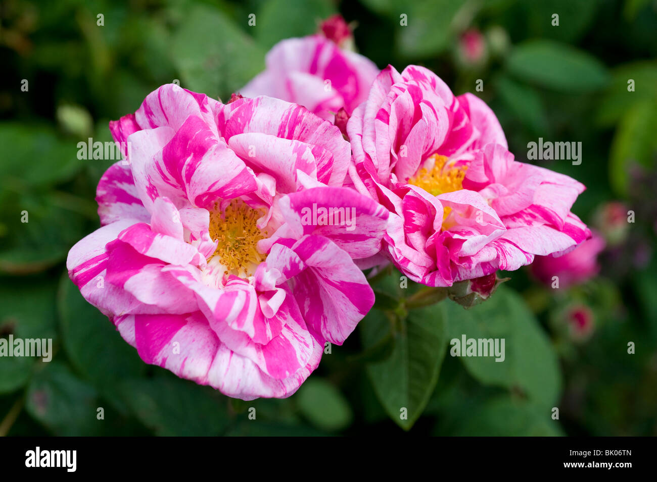 The 'Rosa Mundi' in The Rose Garden at Coughton Court home of the ...