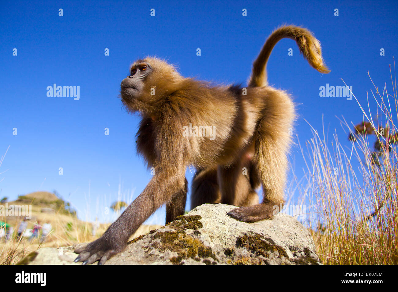 Female Gelada Baboon on look out duty. Simien Mountains National Park ...