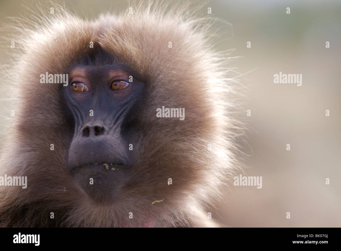 Young female Gelada Baboon portrait Stock Photo - Alamy
