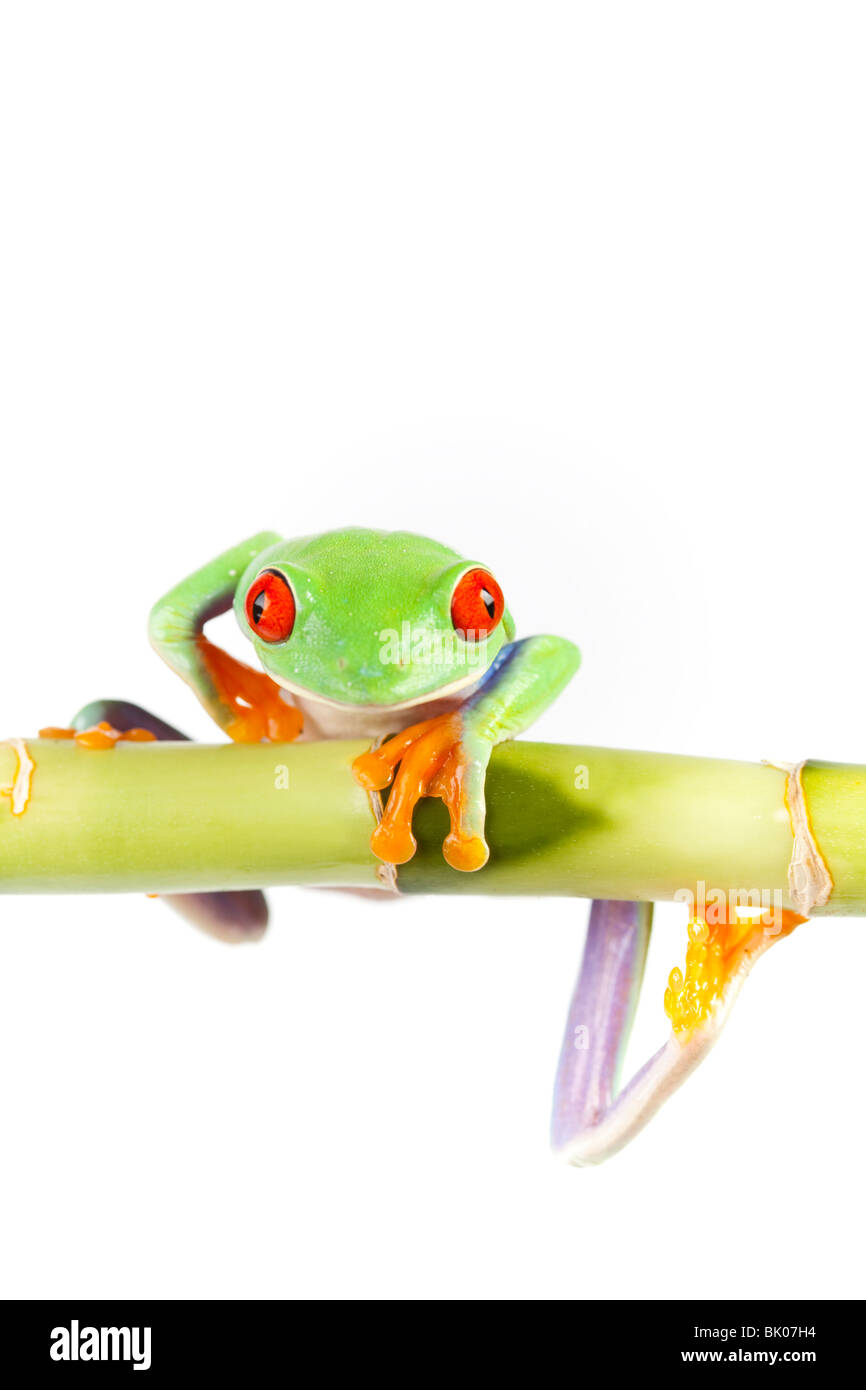 Amphibian frog red blue Cut Out Stock Images & Pictures - Alamy