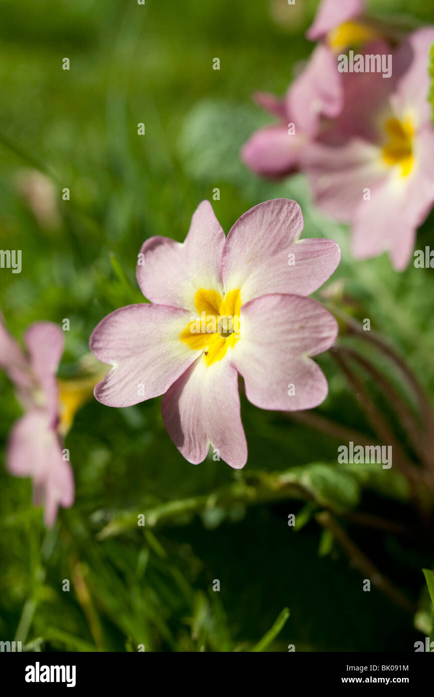 Pink Primrose in the sunlight Stock Photo - Alamy