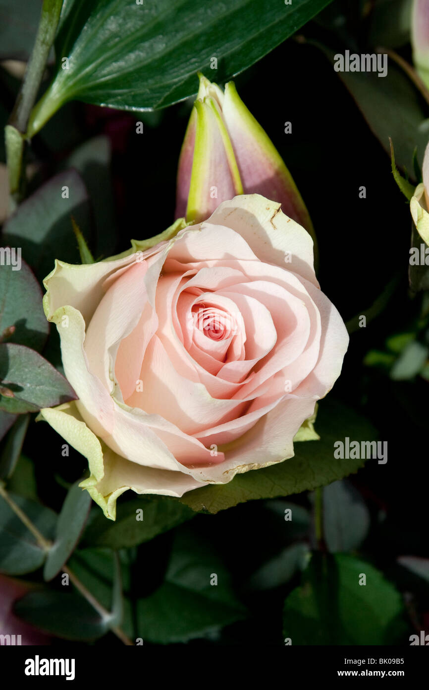 Rose circle hi-res stock photography and images - Alamy