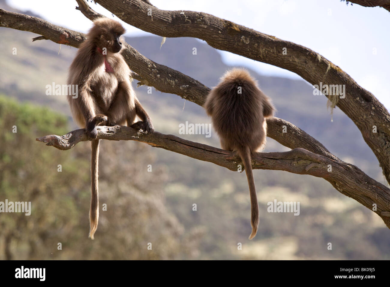 Two Juvenile Gelada Baboons sitting in a tree in evening light Stock ...