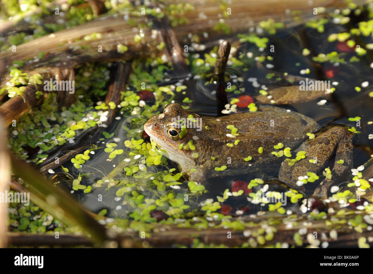 Frog photographed in a pond Stock Photo - Alamy
