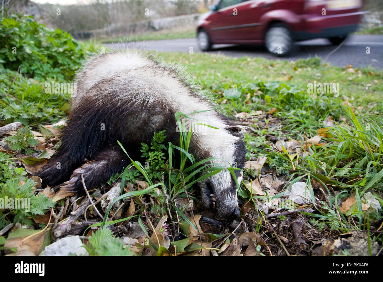 Dead Badger High Resolution Stock Photography and Images - Alamy