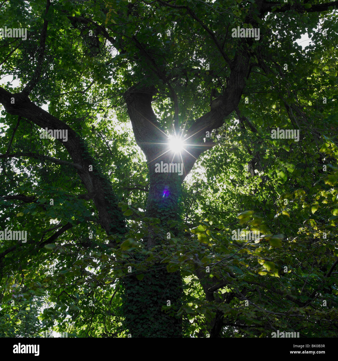 Sun shinning trough leafs of tree Stock Photo - Alamy