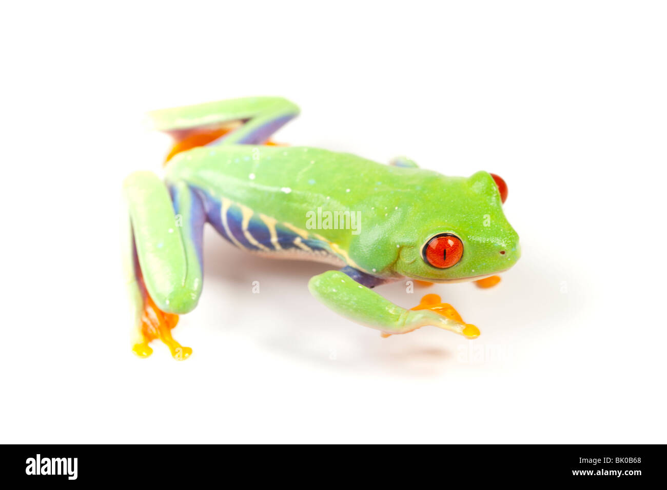Red eyed tree frog sitting on white background Stock Photo - Alamy