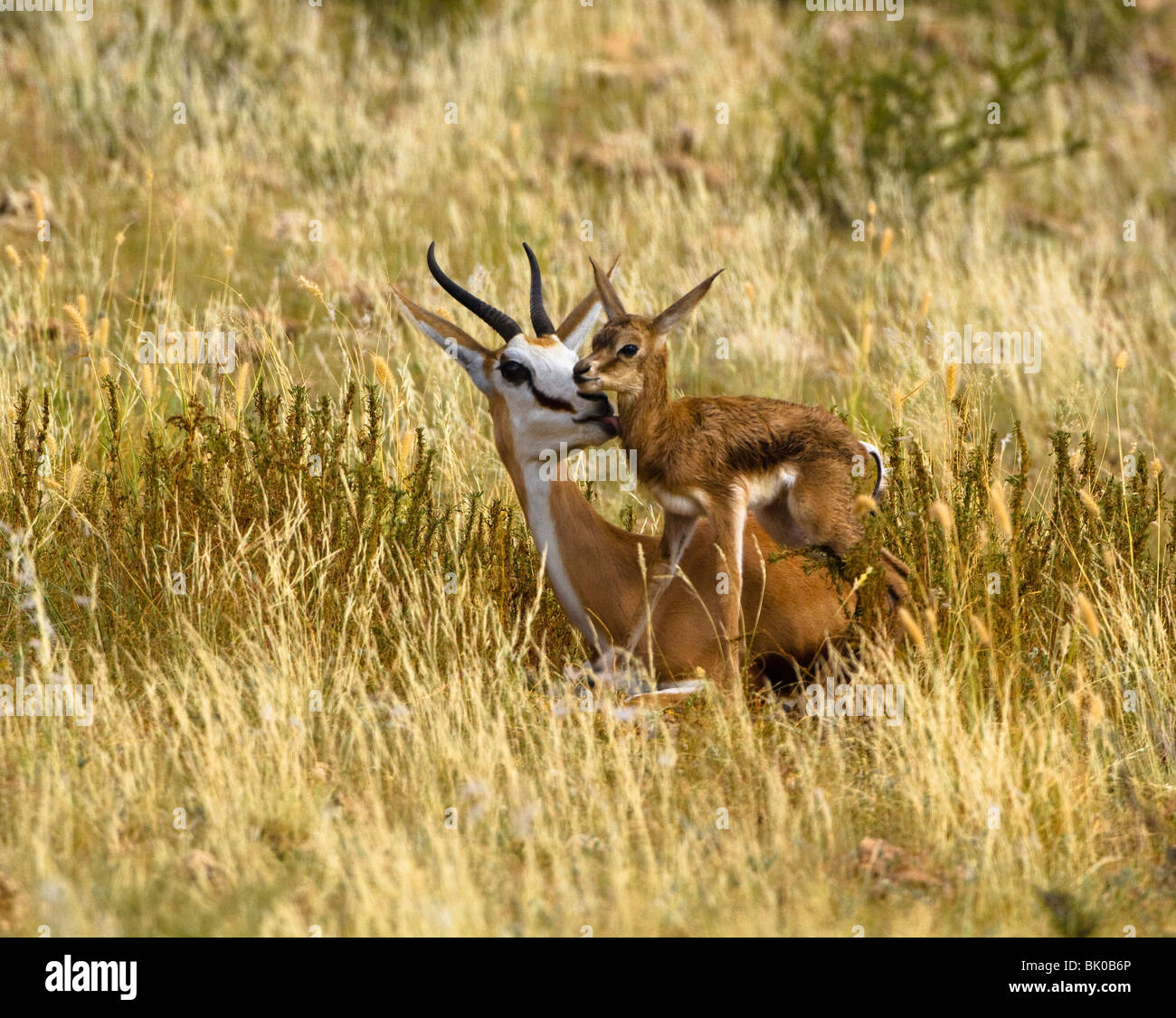 springbok cleaning new-born Stock Photo - Alamy