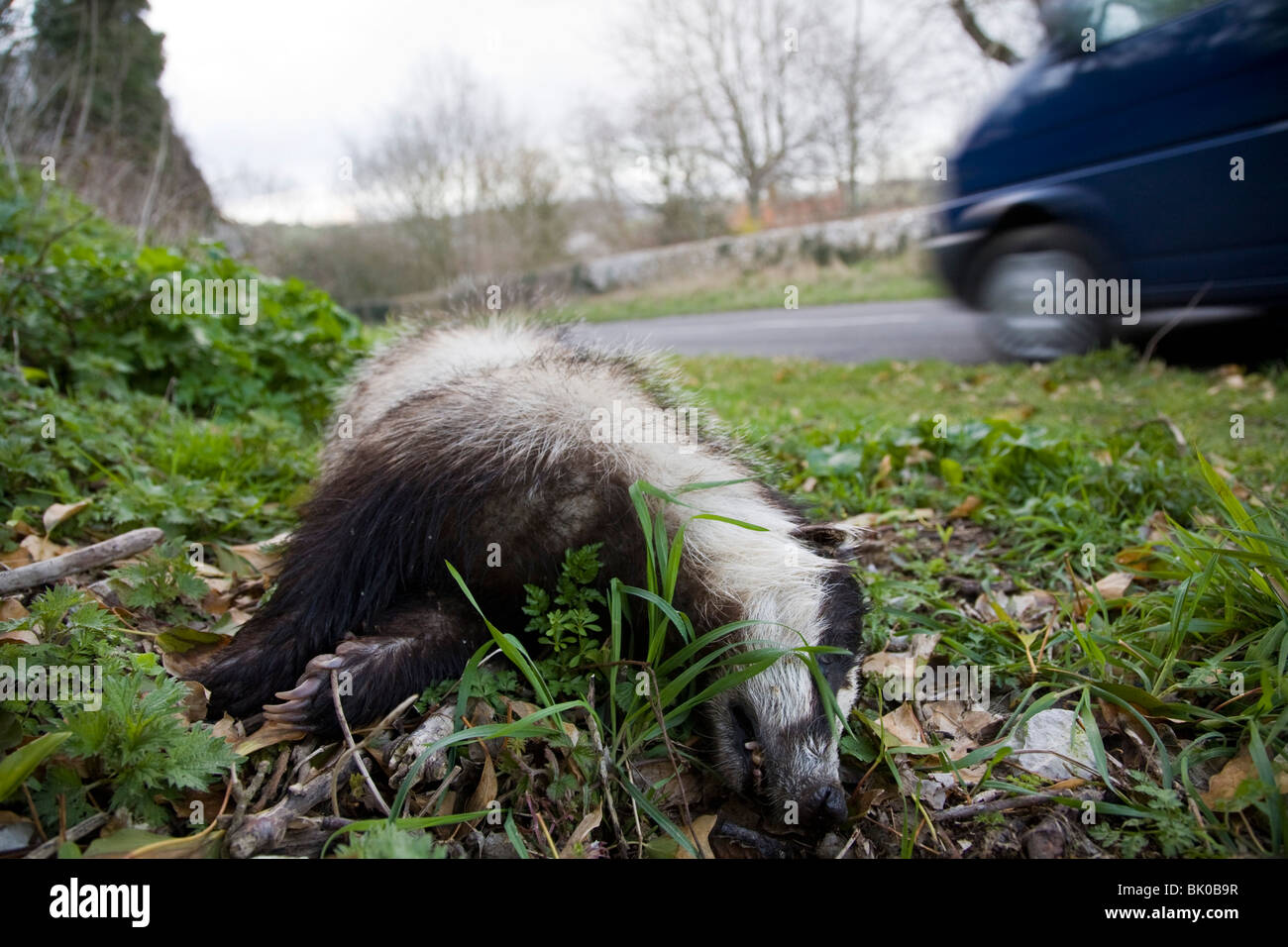 Badger road kill hi-res stock photography and images - Alamy