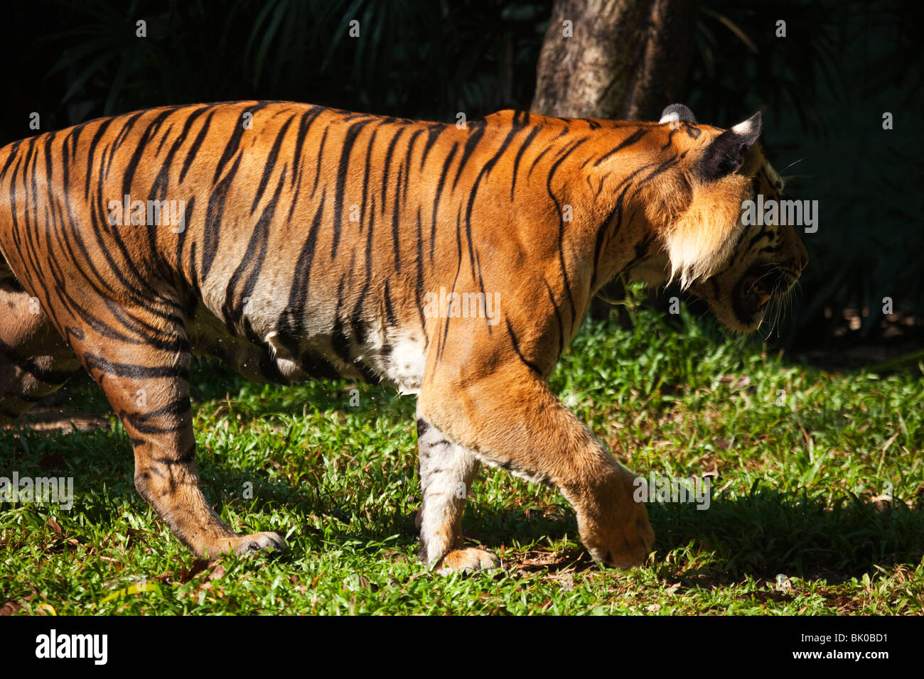 Stalking Tiger High Resolution Stock Photography and Images - Alamy