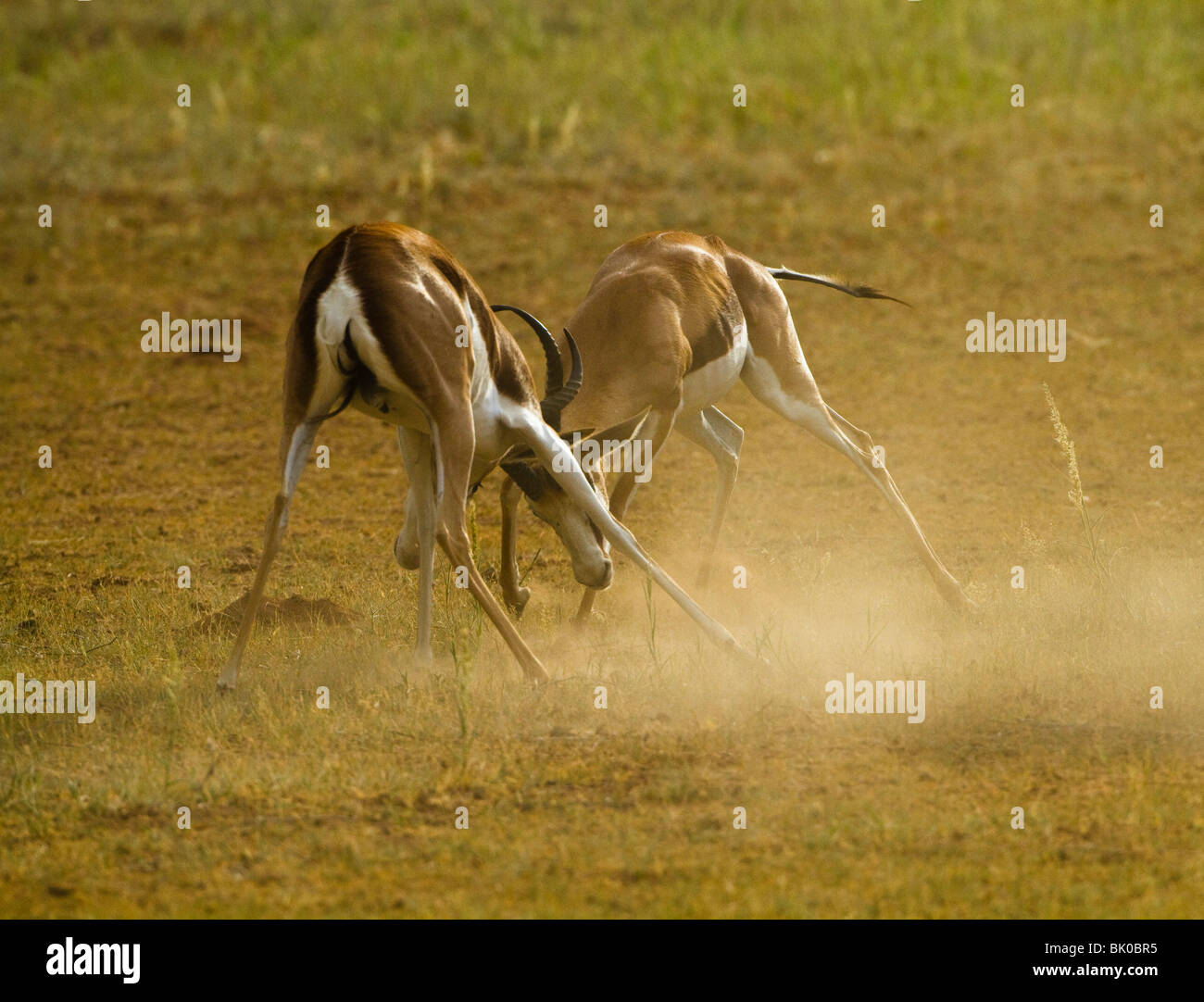 Antelope fight hi-res stock photography and images - Alamy