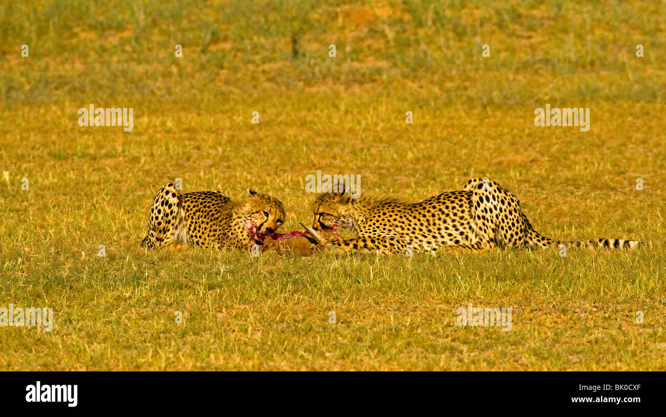 cheetahs at kill Stock Photo - Alamy