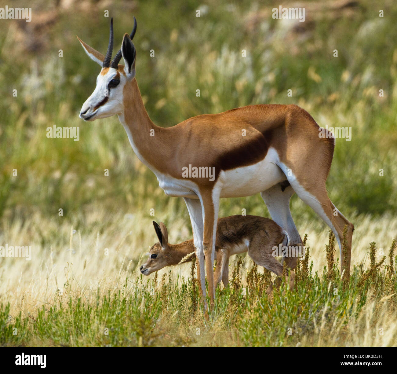 springbok with new born Stock Photo - Alamy